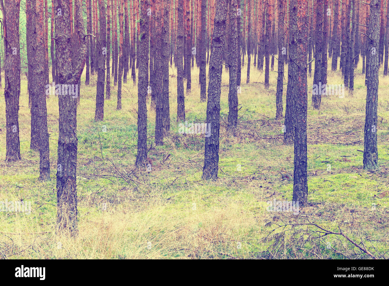 vintage forest background Stock Photo - Alamy