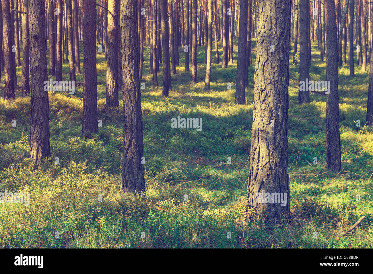 vintage forest background Stock Photo - Alamy