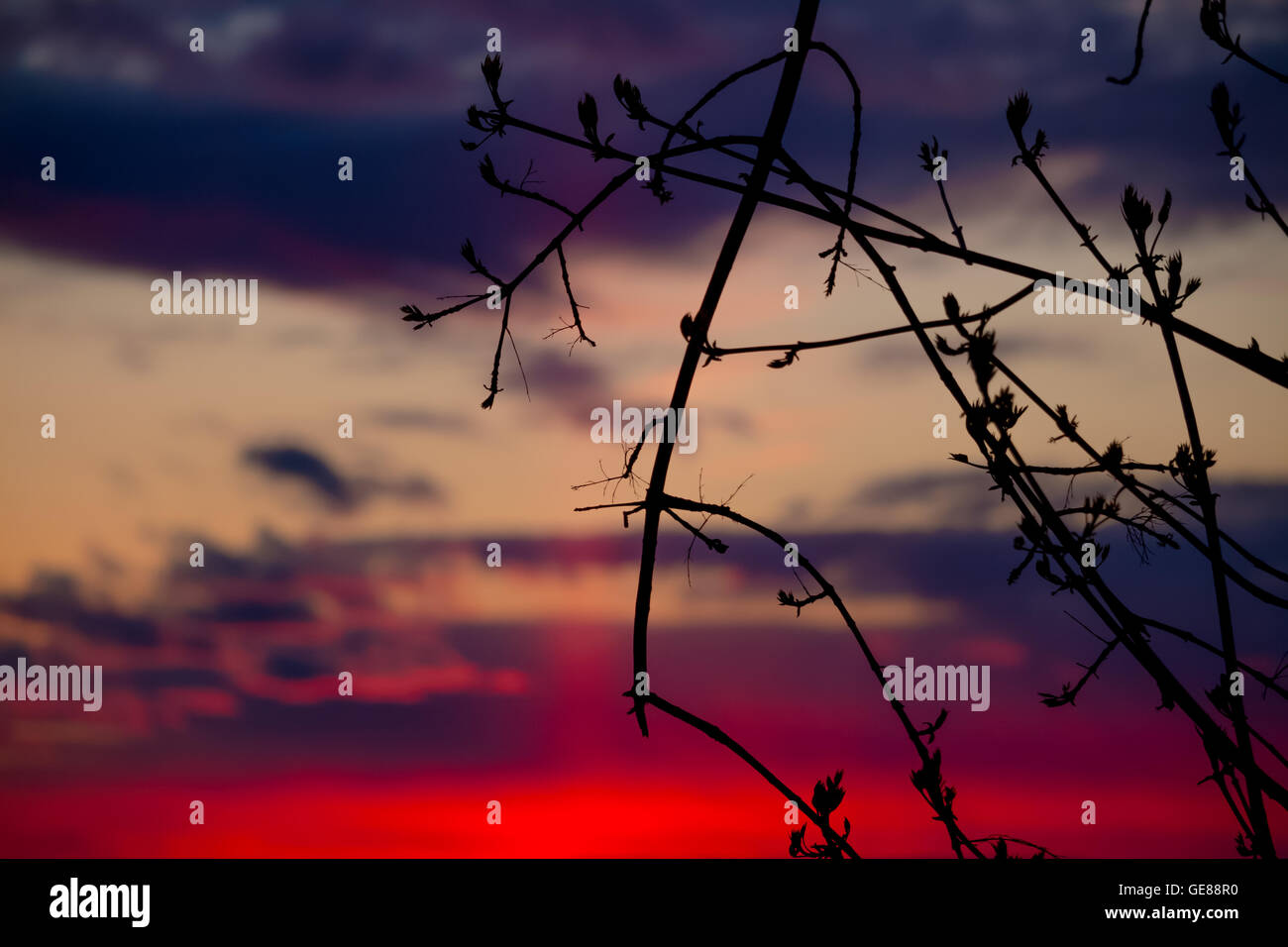 Tree branch against sunset Stock Photo - Alamy