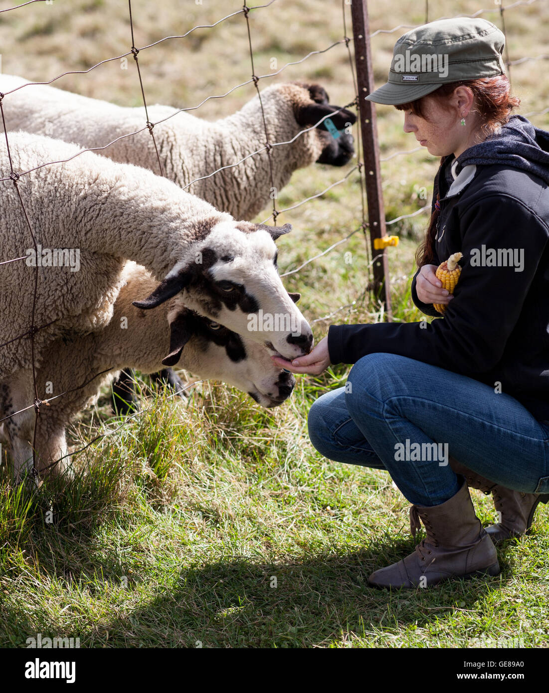 Girl feeding sheep Stock Photo - Alamy
