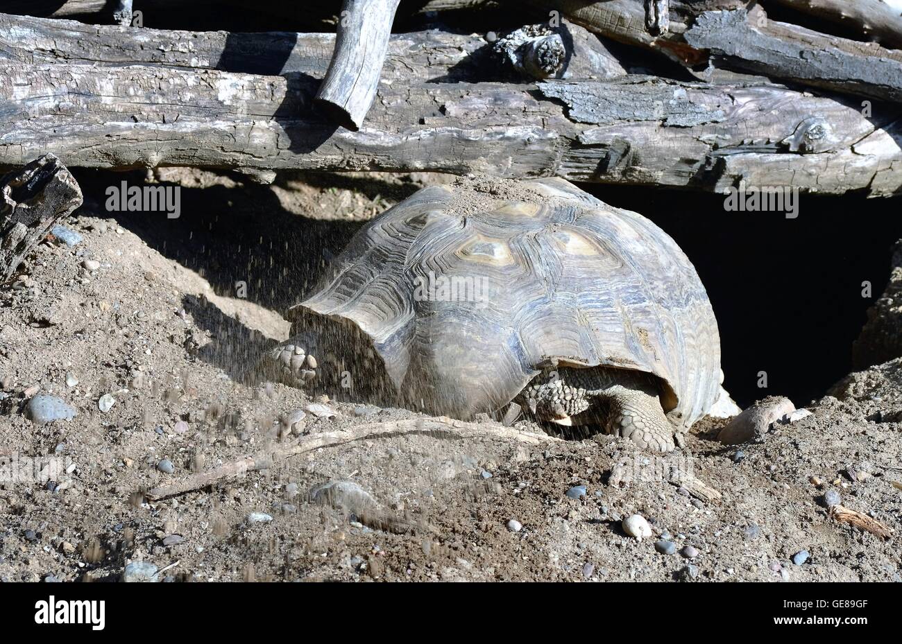 A Galapagos tortoise digging in the dirt to get out the the sun Stock ...