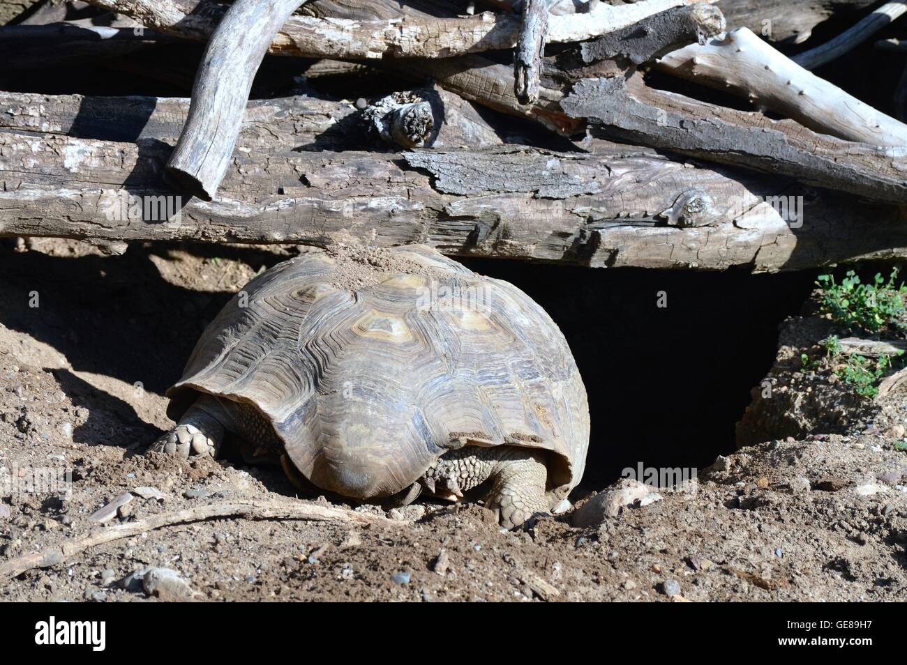 A Galapagos tortoise digging in the dirt to get out the the sun Stock ...