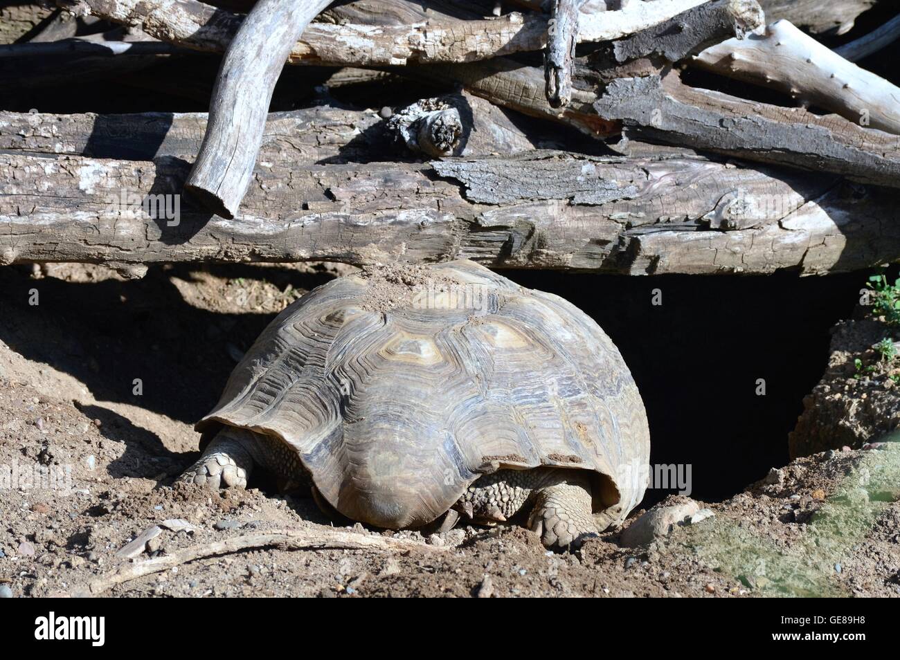 A Galapagos tortoise digging in the dirt to get out the the sun Stock ...
