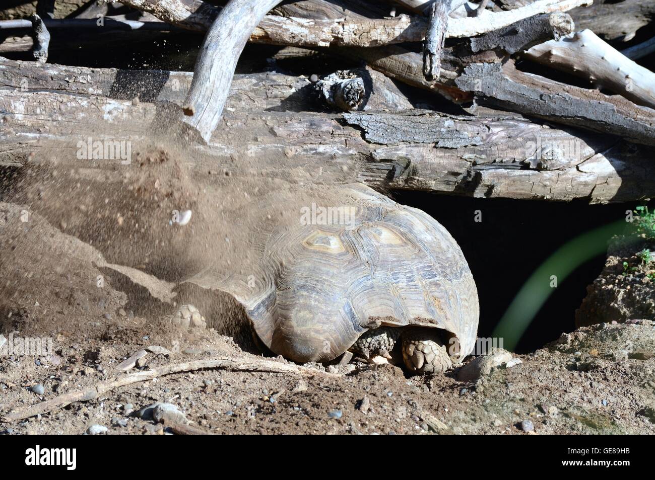 A Galapagos tortoise digging in the dirt to get out the the sun Stock ...