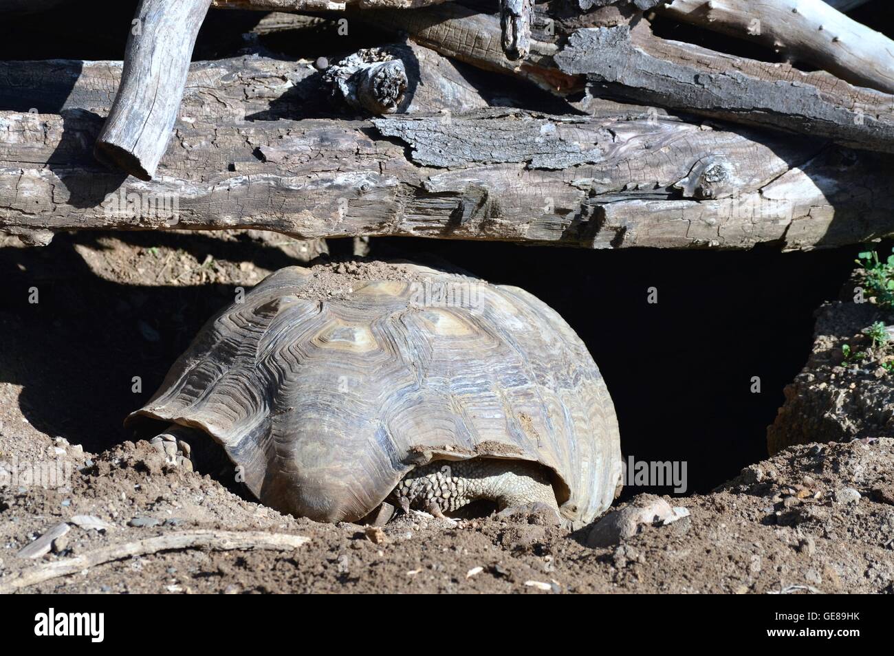 A Galapagos tortoise digging in the dirt to get out the the sun Stock ...