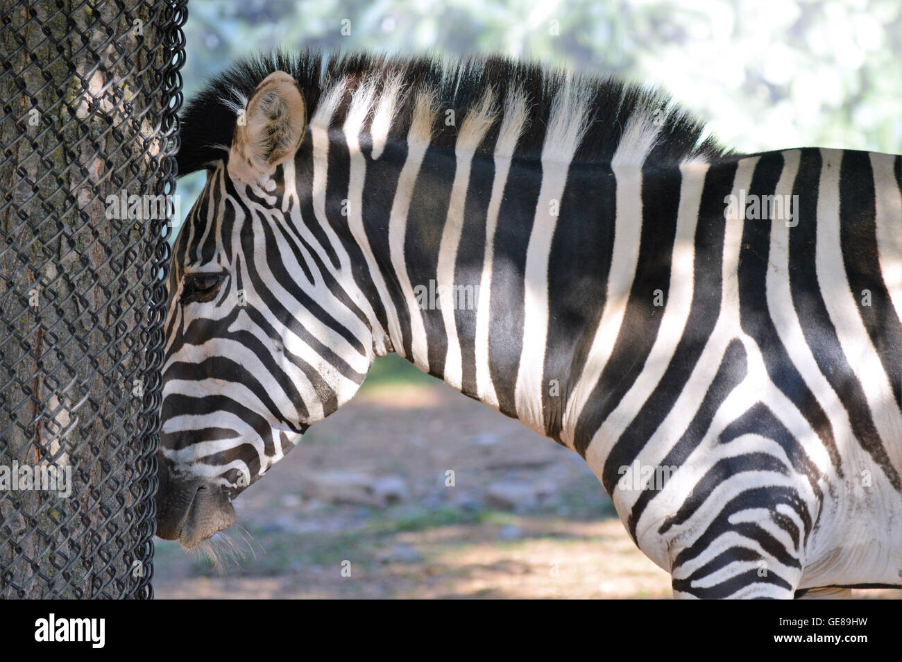 A zebra trying to find shade while outside during the summer Stock ...