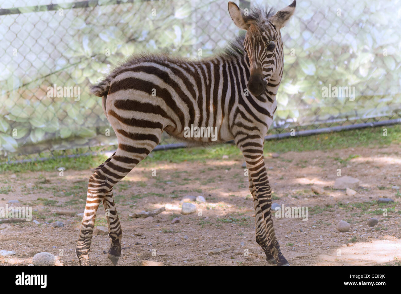 A baby zebra adventuring outside for the first time Stock Photo - Alamy