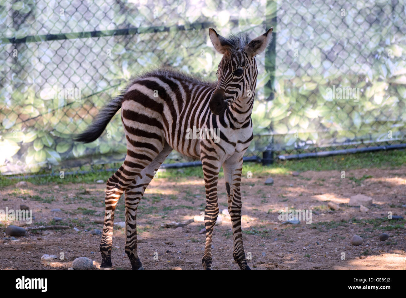 A baby zebra adventuring outside for the first time Stock Photo - Alamy