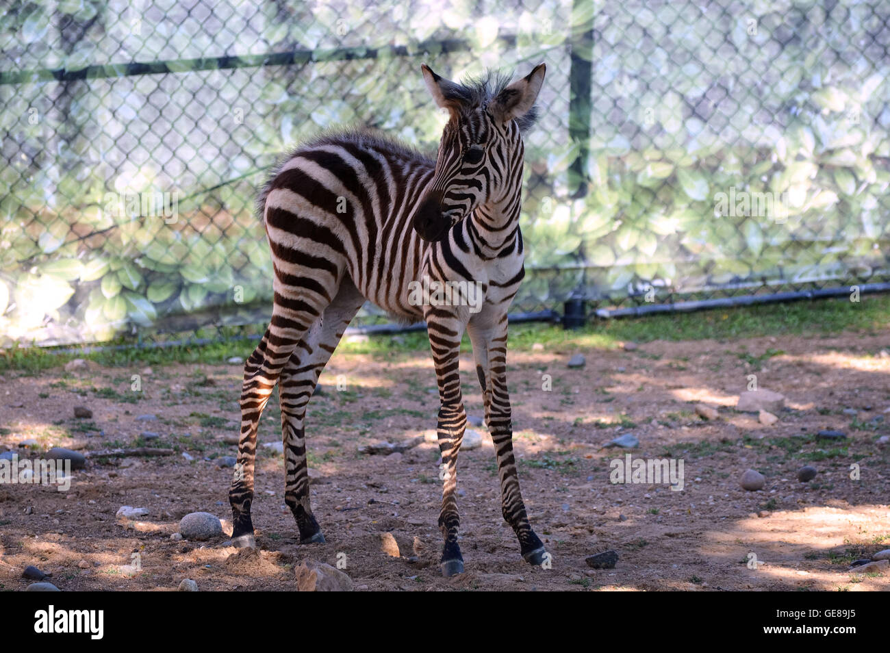 A baby zebra adventuring outside for the first time Stock Photo - Alamy