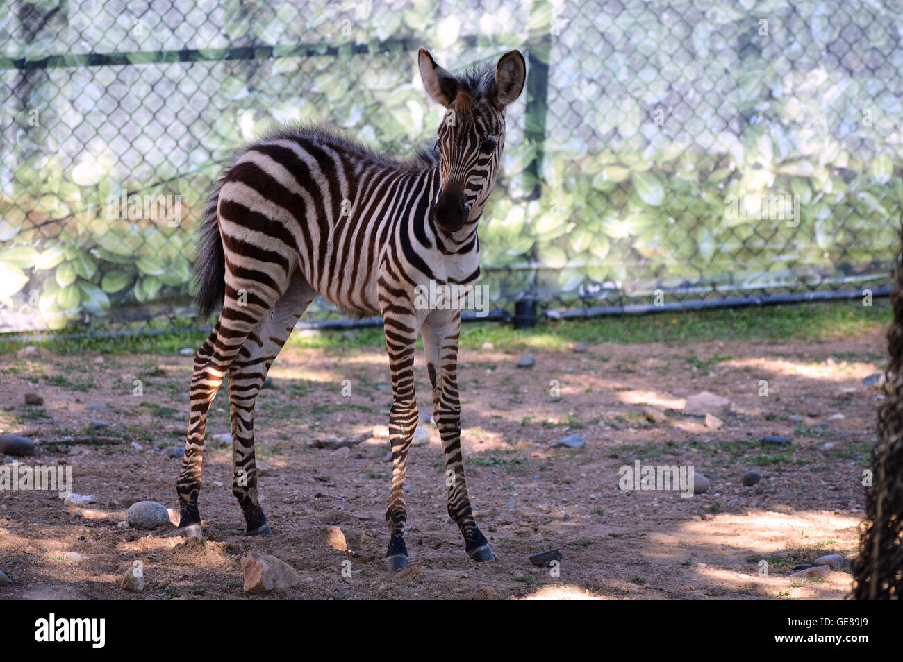 A baby zebra adventuring outside for the first time Stock Photo - Alamy