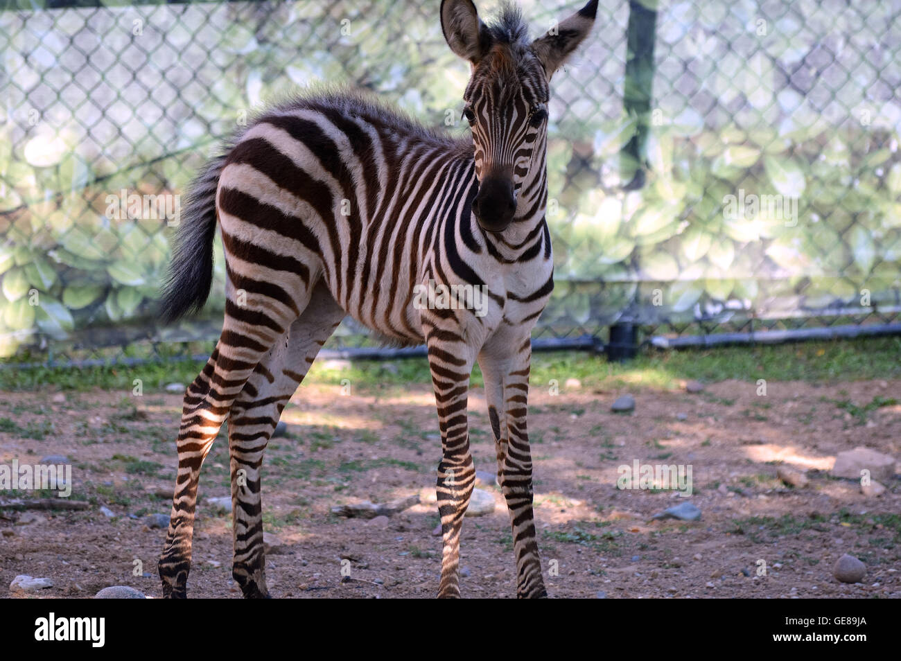 A baby zebra adventuring outside for the first time Stock Photo - Alamy