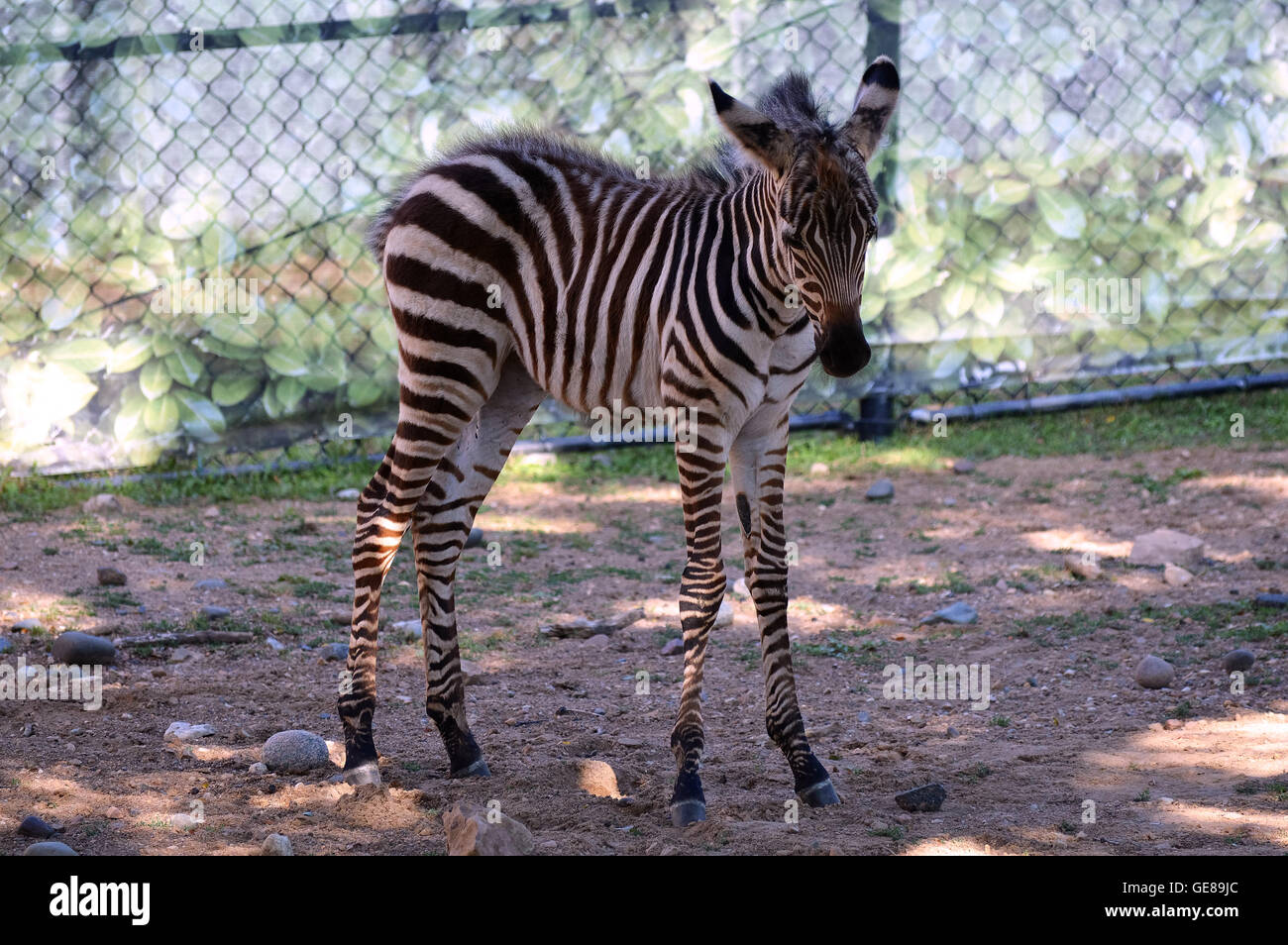 A baby zebra adventuring outside for the first time Stock Photo - Alamy