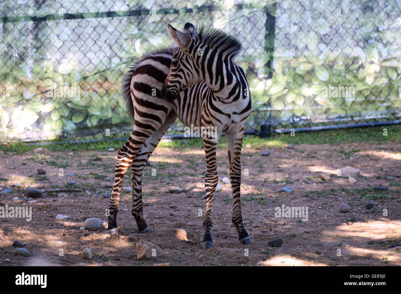 A baby zebra adventuring outside for the first time Stock Photo - Alamy