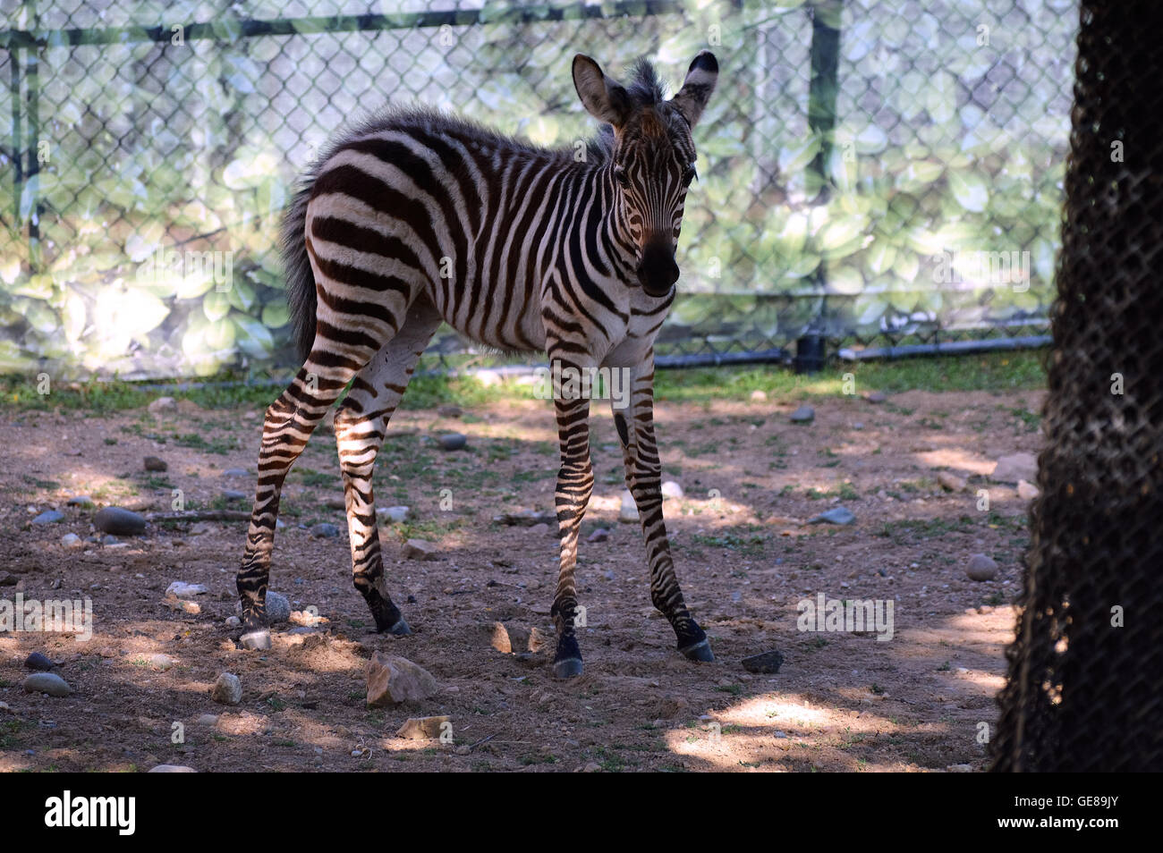 A baby zebra adventuring outside for the first time Stock Photo - Alamy