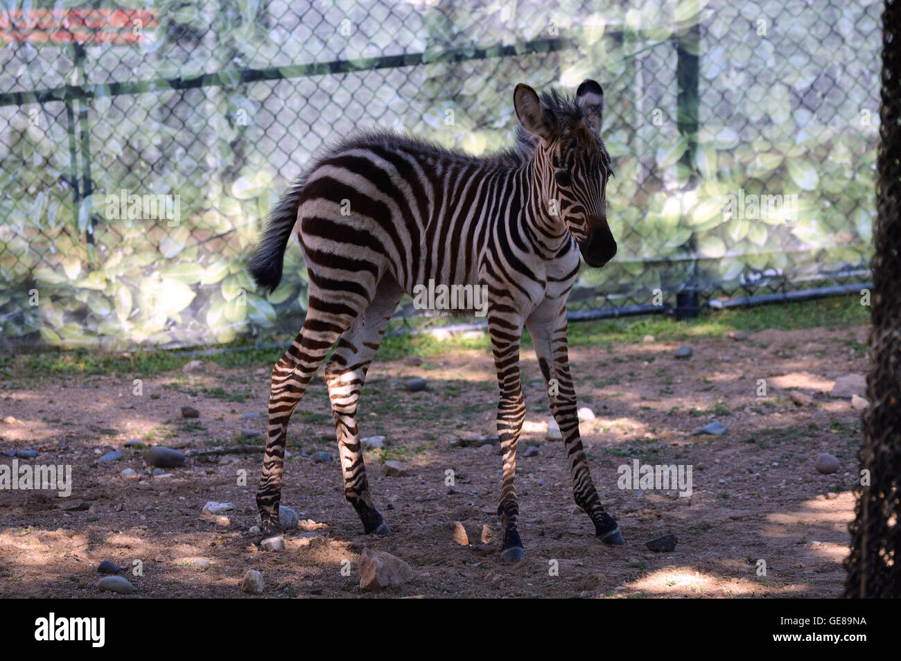 A baby zebra adventuring outside for the first time Stock Photo - Alamy
