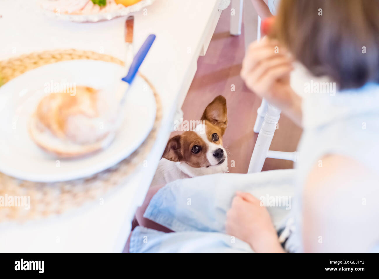 Dog looking at girl sitting at dining table Stock Photo - Alamy