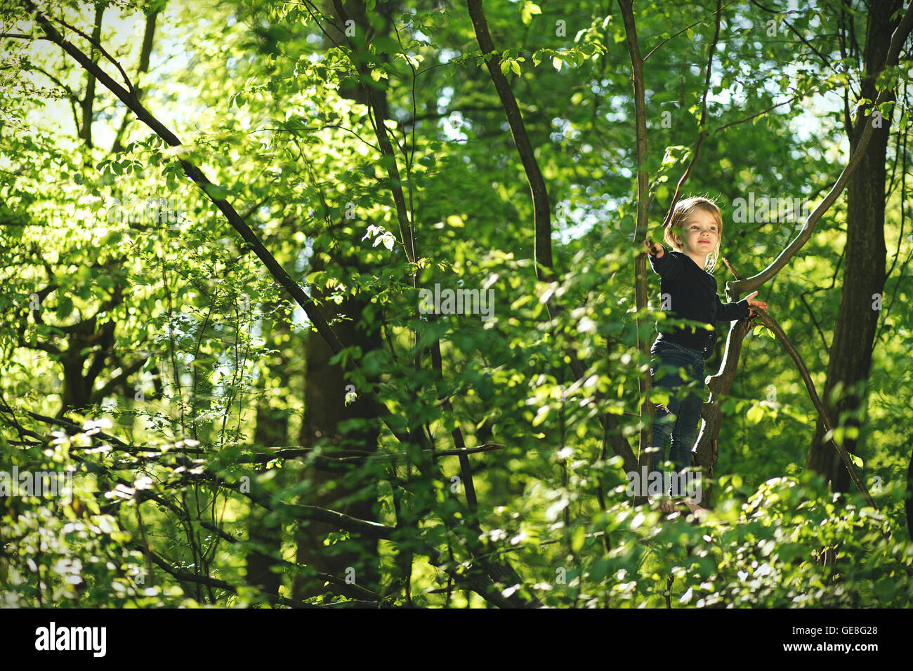 Girl in forest climbing in tree Stock Photo - Alamy
