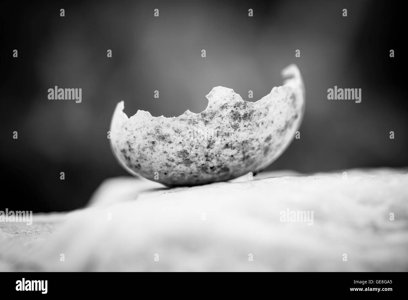 Eggshell hi-res stock photography and images - Alamy