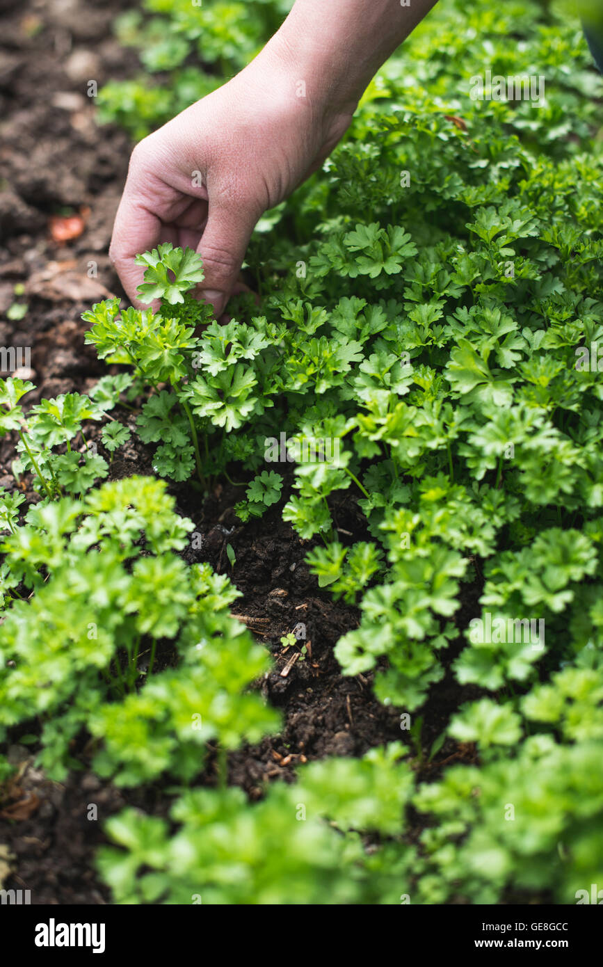 Picking parsley in a garden Stock Photo - Alamy