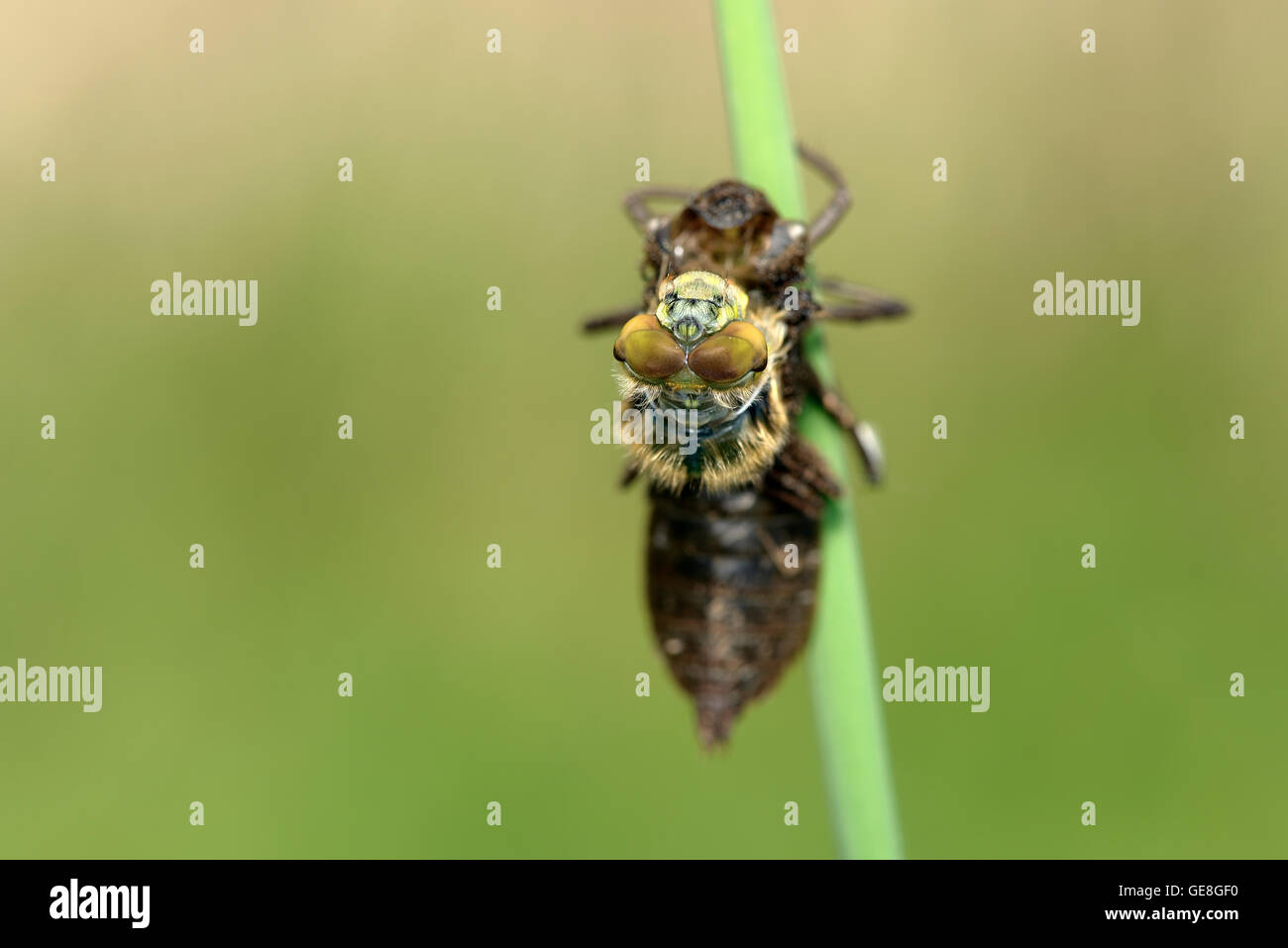 Four-spotted chaser, detail Stock Photo - Alamy