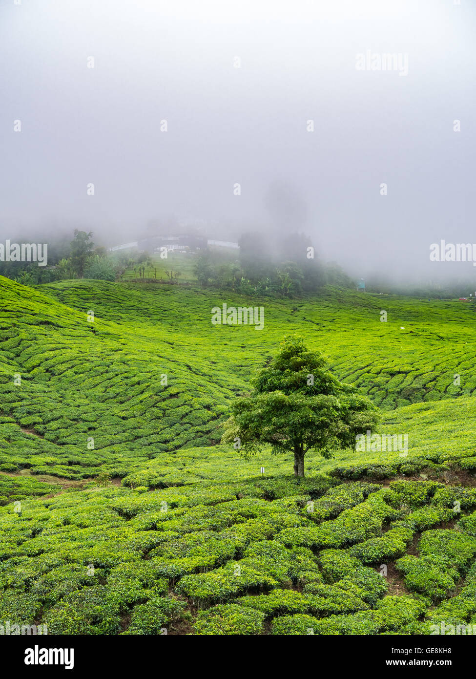 Boh Tea plantation in Cameron highlands, Malaysia Stock Photo - Alamy