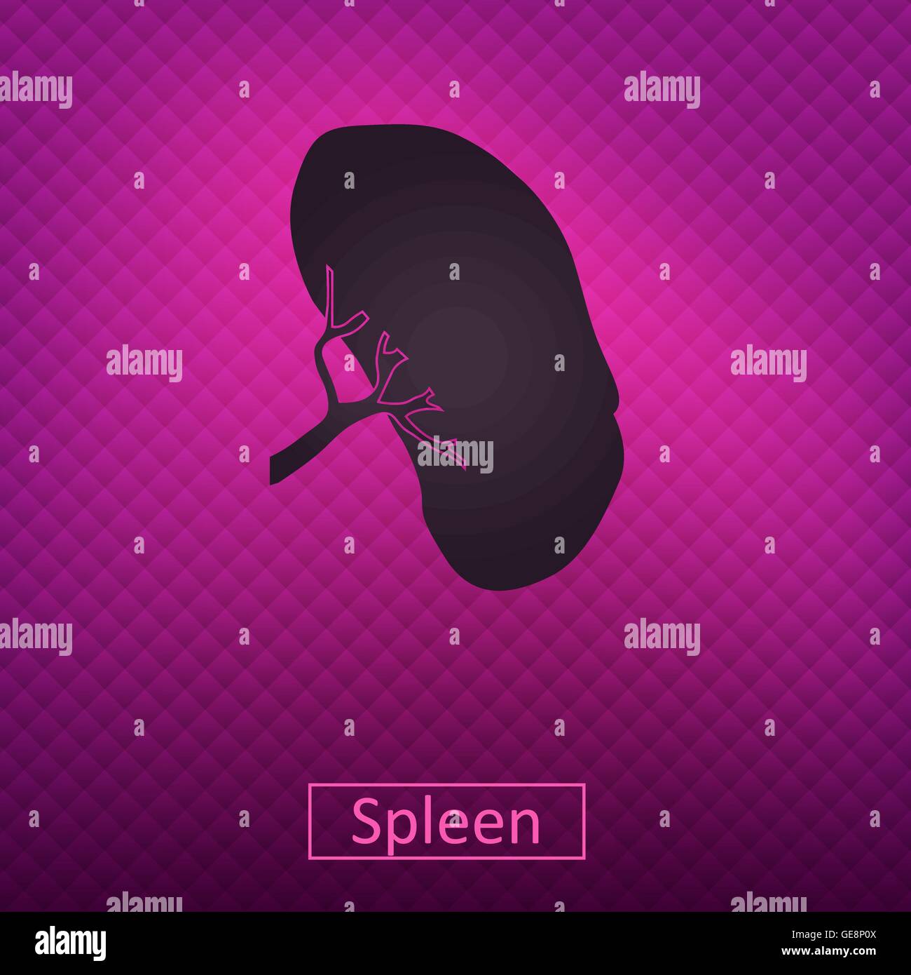 Spleen graphic vector vectors hi-res stock photography and images - Alamy