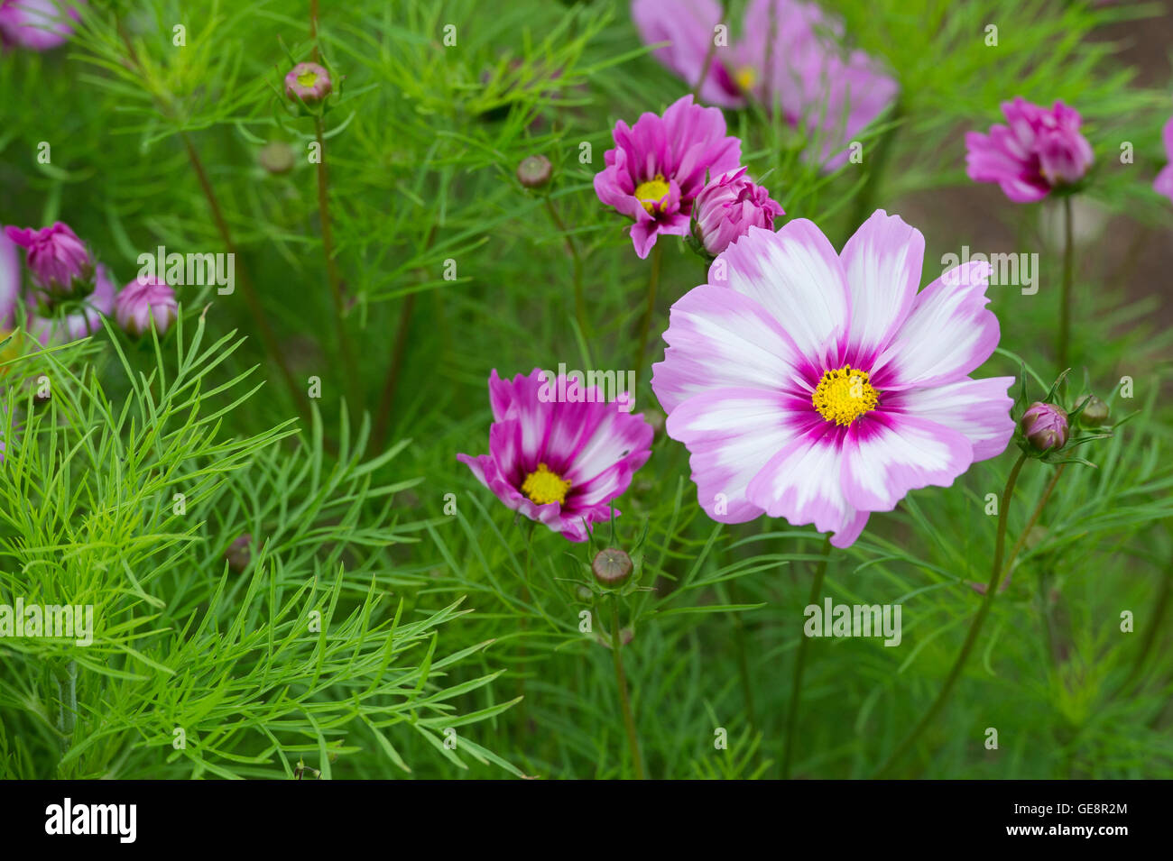 Cosmos Bipinnatus Capriola. Mexican aster flower Stock Photo - Alamy