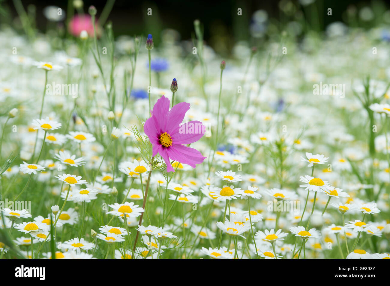 Cosmos bipinnatus and Anthemis arvensis / Corn chamomile flowers in a ...