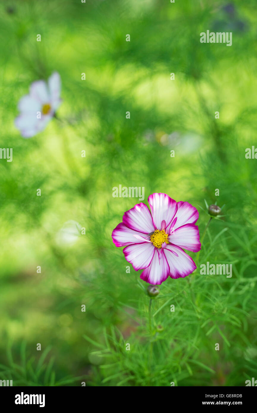 Razzmatazz hi-res stock photography and images - Alamy