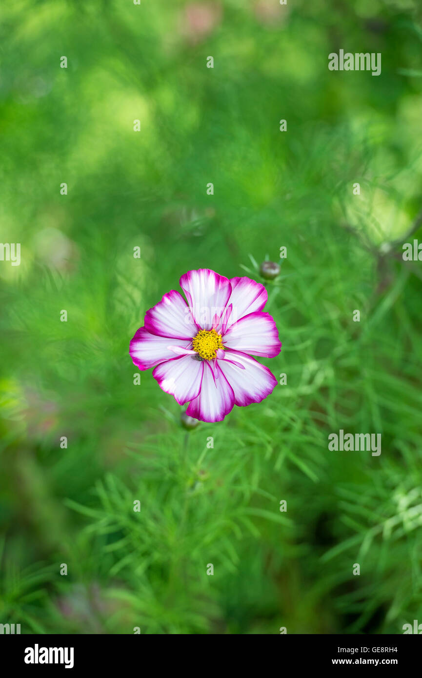 Razzmatazz hi-res stock photography and images - Alamy