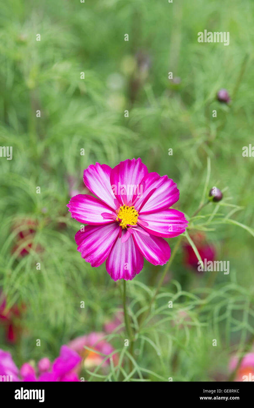 Cosmos Razzmatazz Flowers Stock Photo - Alamy