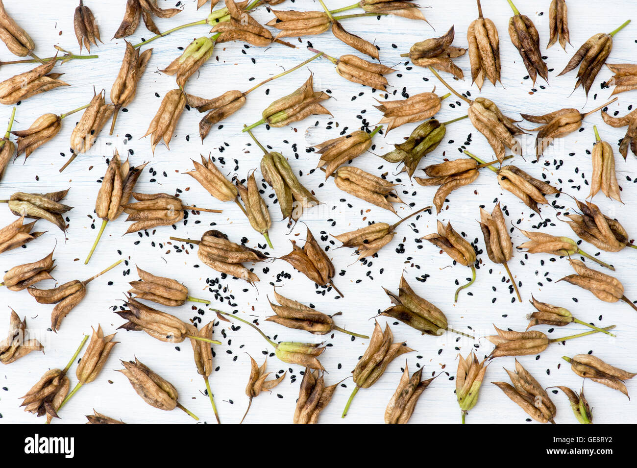 Flat seed pods hi-res stock photography and images - Alamy