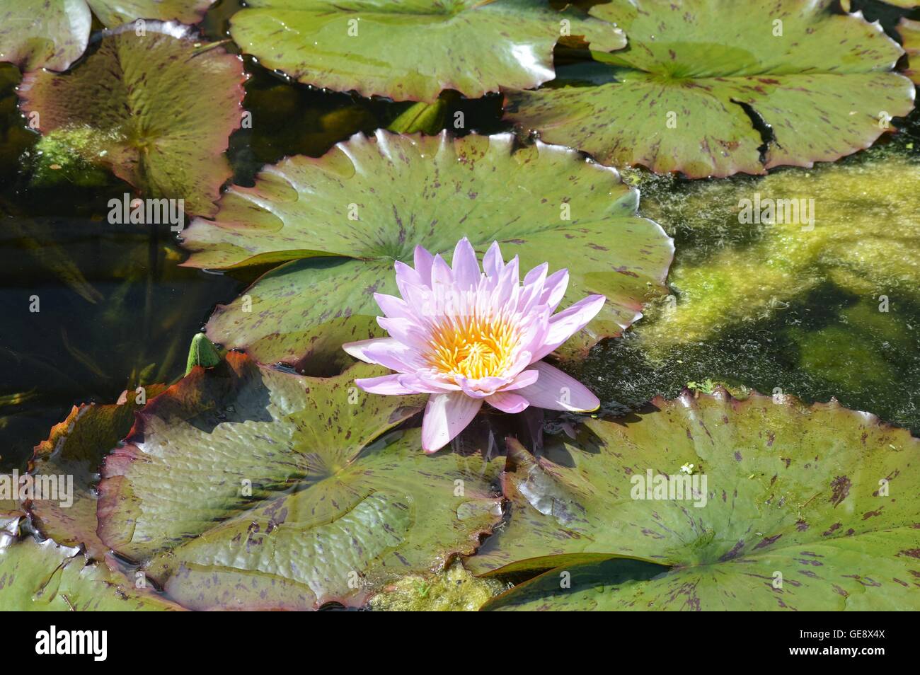 Water Lily floating on the pond Stock Photo - Alamy