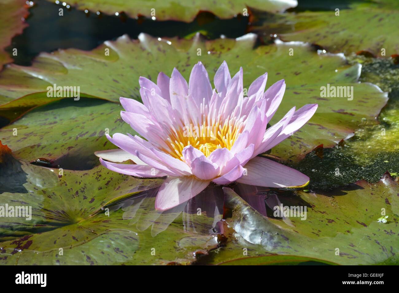 Water Lily floating on the pond Stock Photo - Alamy