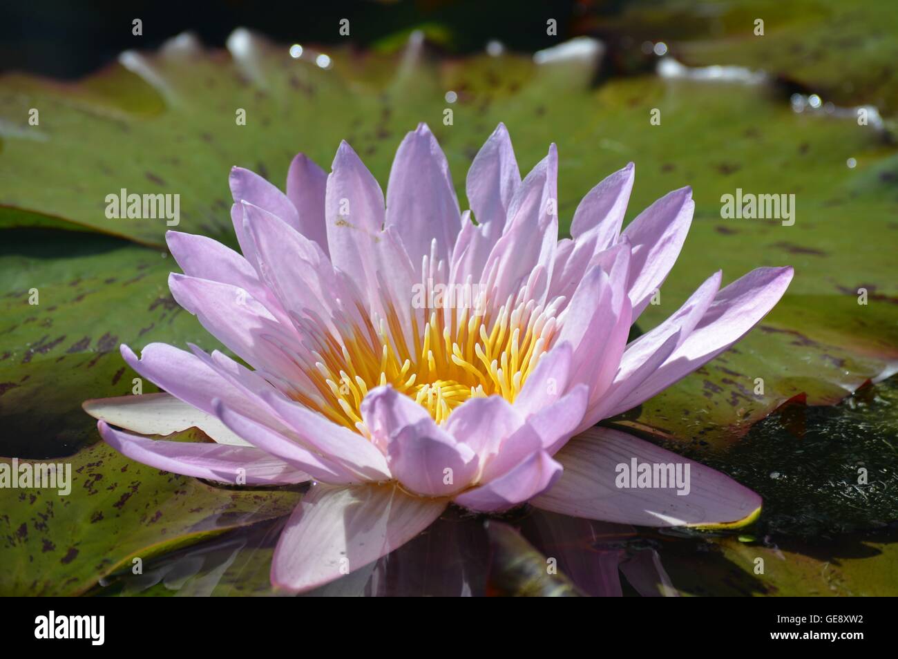 Water Lily floating on the pond Stock Photo - Alamy