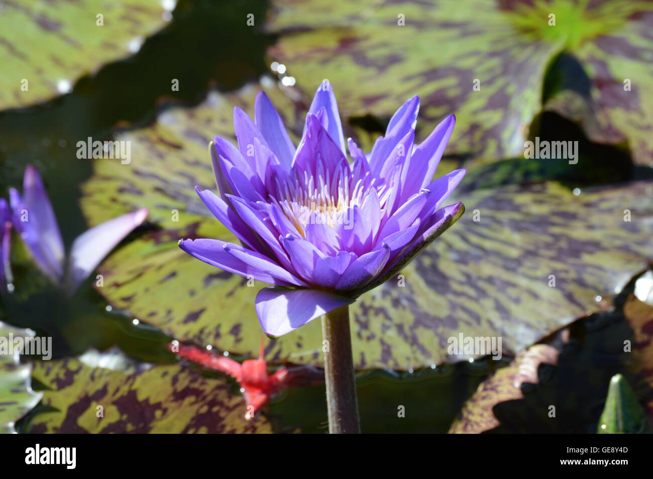 Water Lily floating on the pond Stock Photo - Alamy