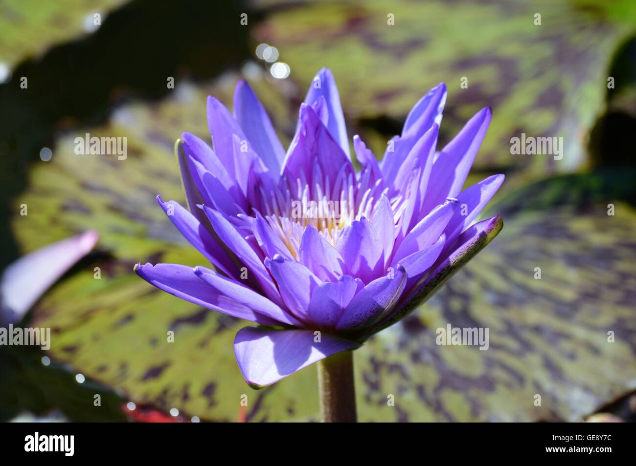 Water Lily floating on the pond Stock Photo - Alamy
