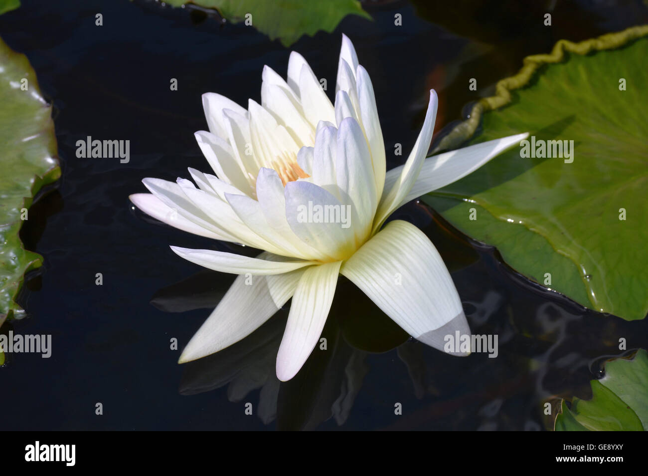 Water Lily floating on the pond Stock Photo - Alamy