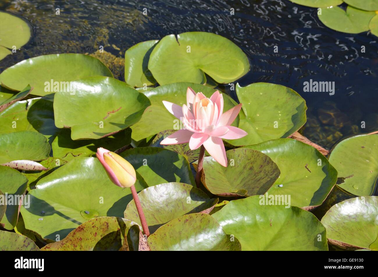 Water Lily floating on the pond Stock Photo - Alamy