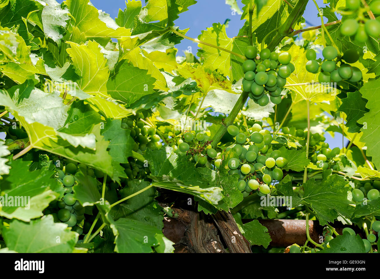 Green grapes on the vine with translucent blue sky Stock Photo - Alamy
