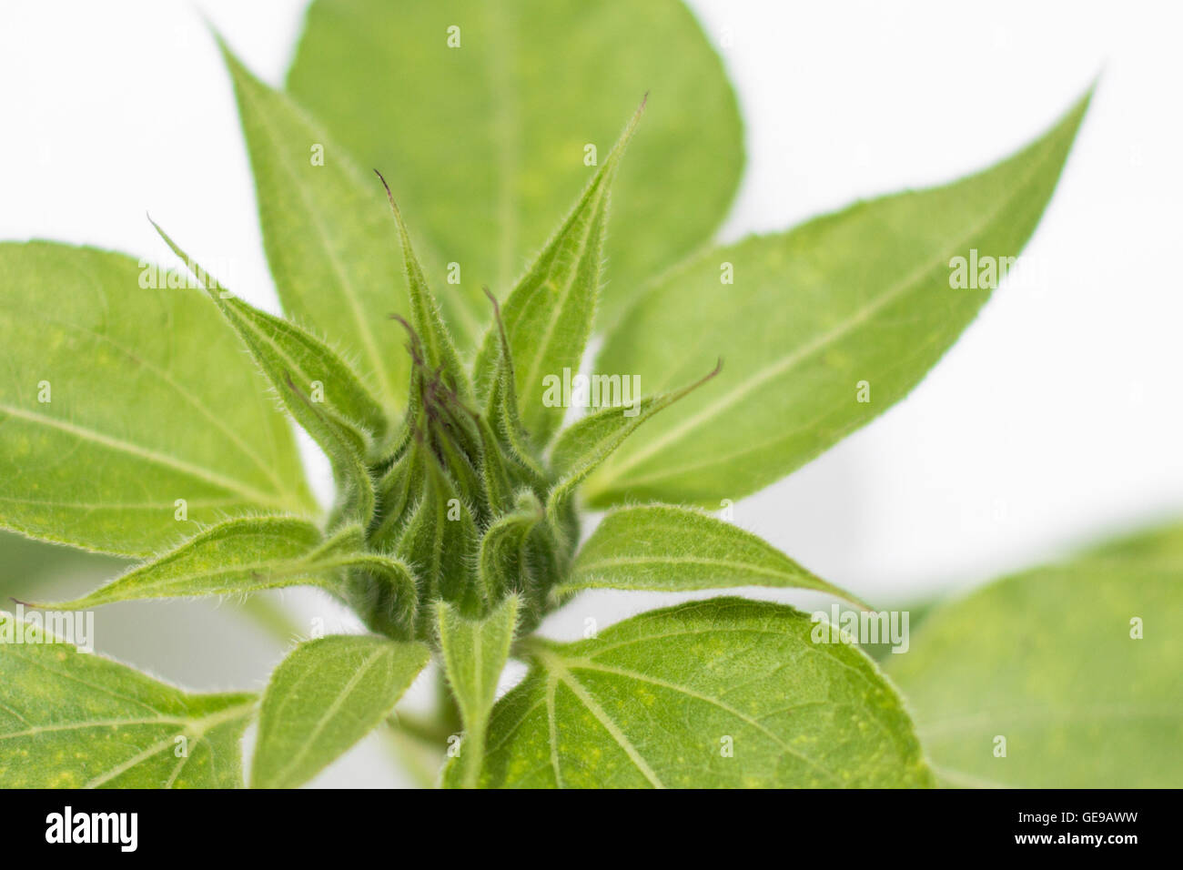 Before blooming season hi-res stock photography and images - Alamy