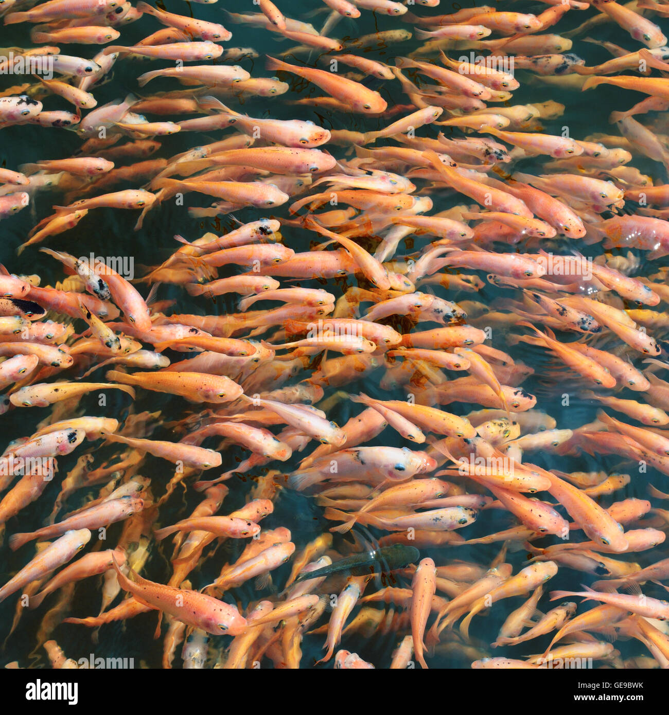 School of swimming dead fishes hi-res stock photography and images - Alamy