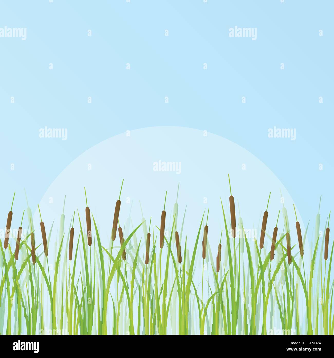 Cattail detailed illustration background vector Stock Vector Image ...