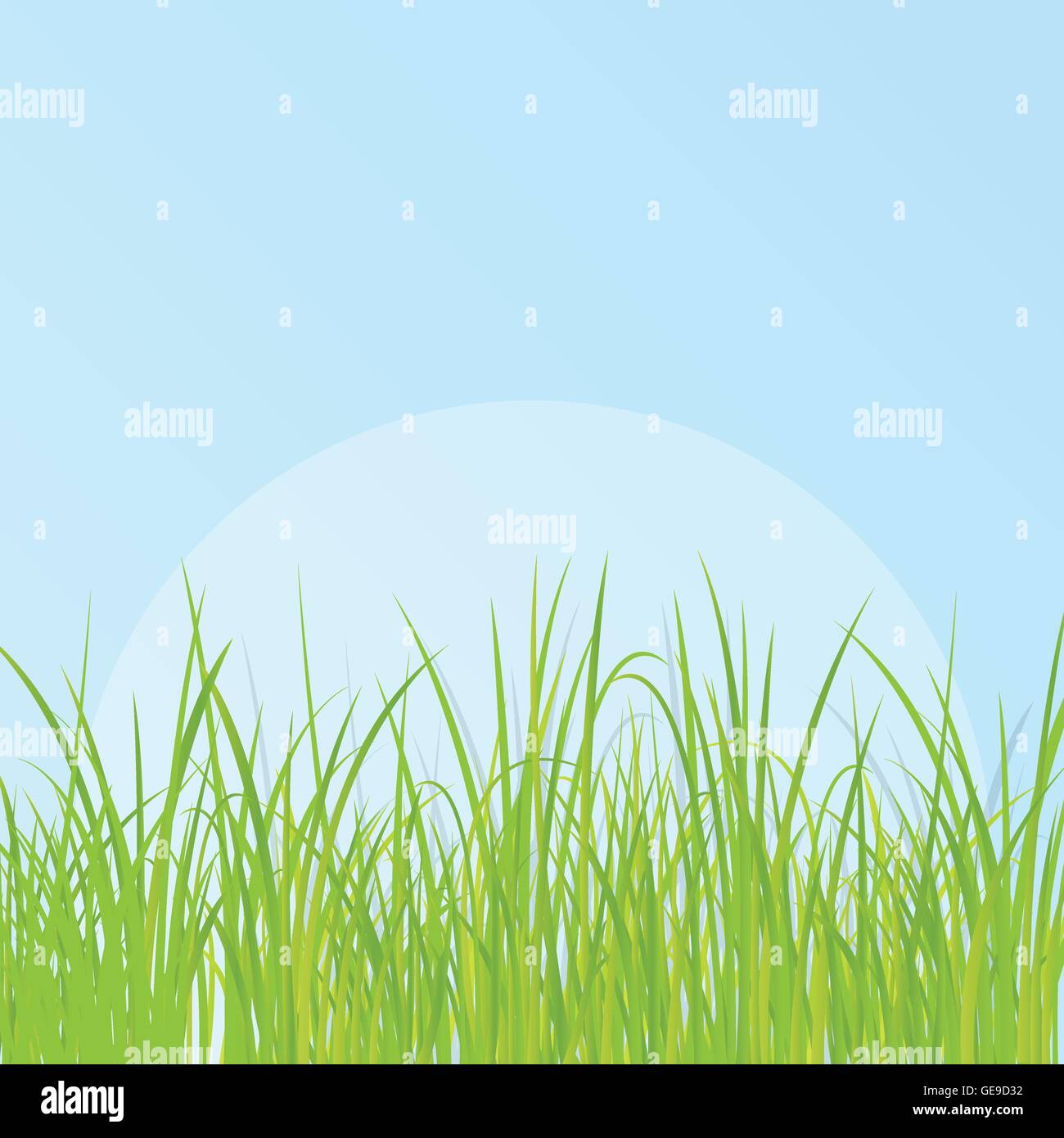 Grass detailed illustration background vector Stock Vector Image & Art ...