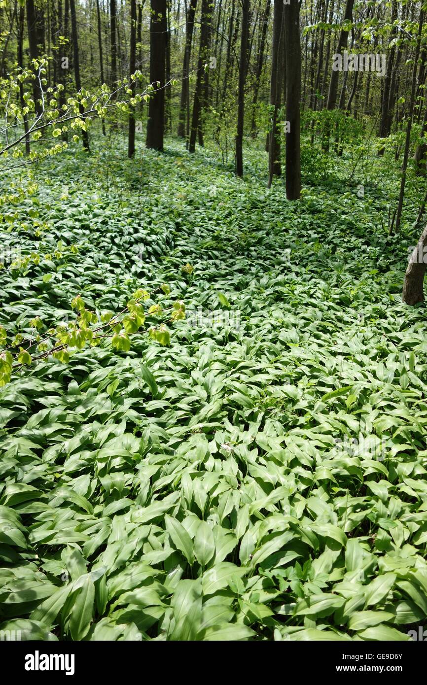 wild garlic growing in forest Stock Photo - Alamy