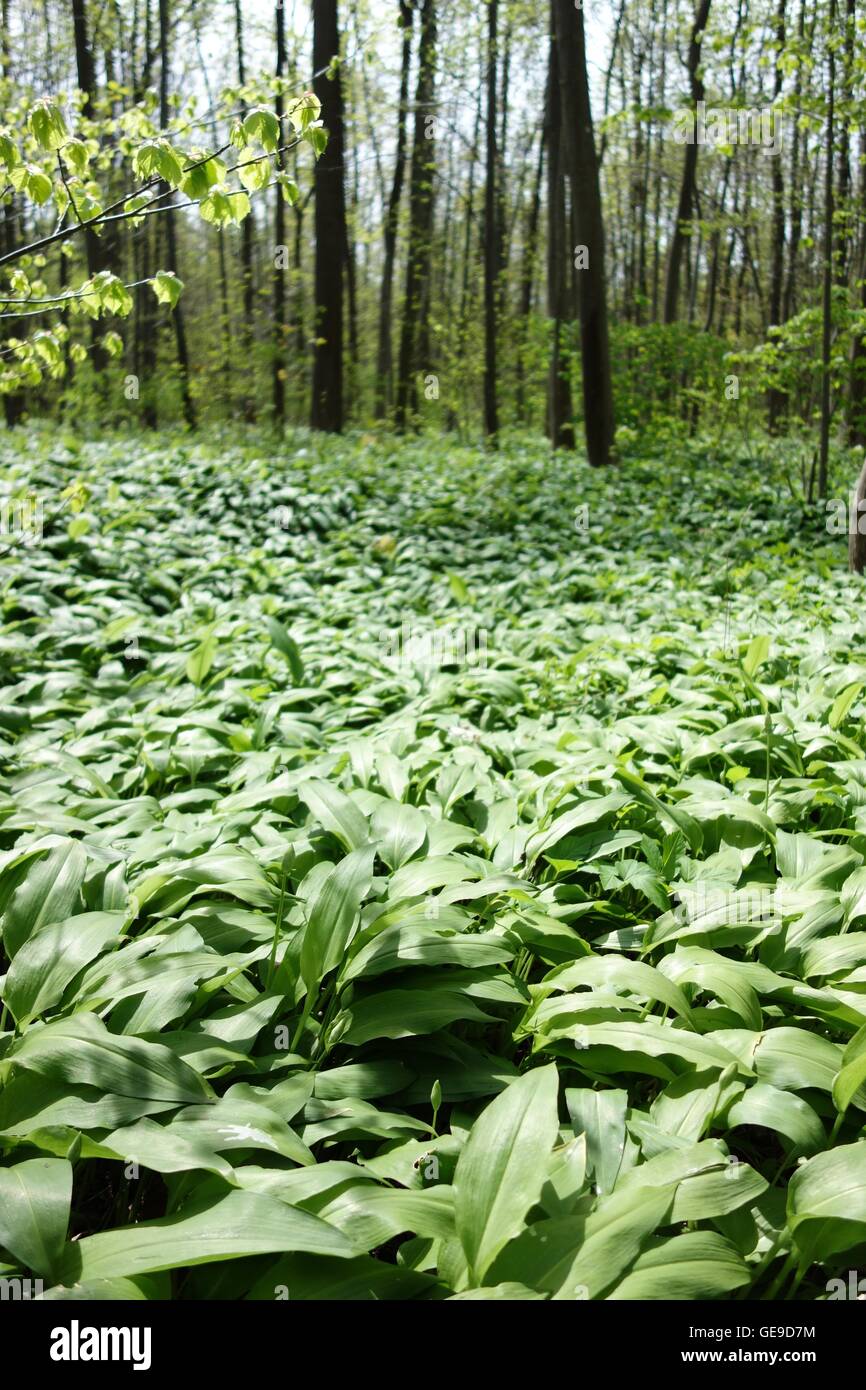 wild garlic growing in forest Stock Photo - Alamy