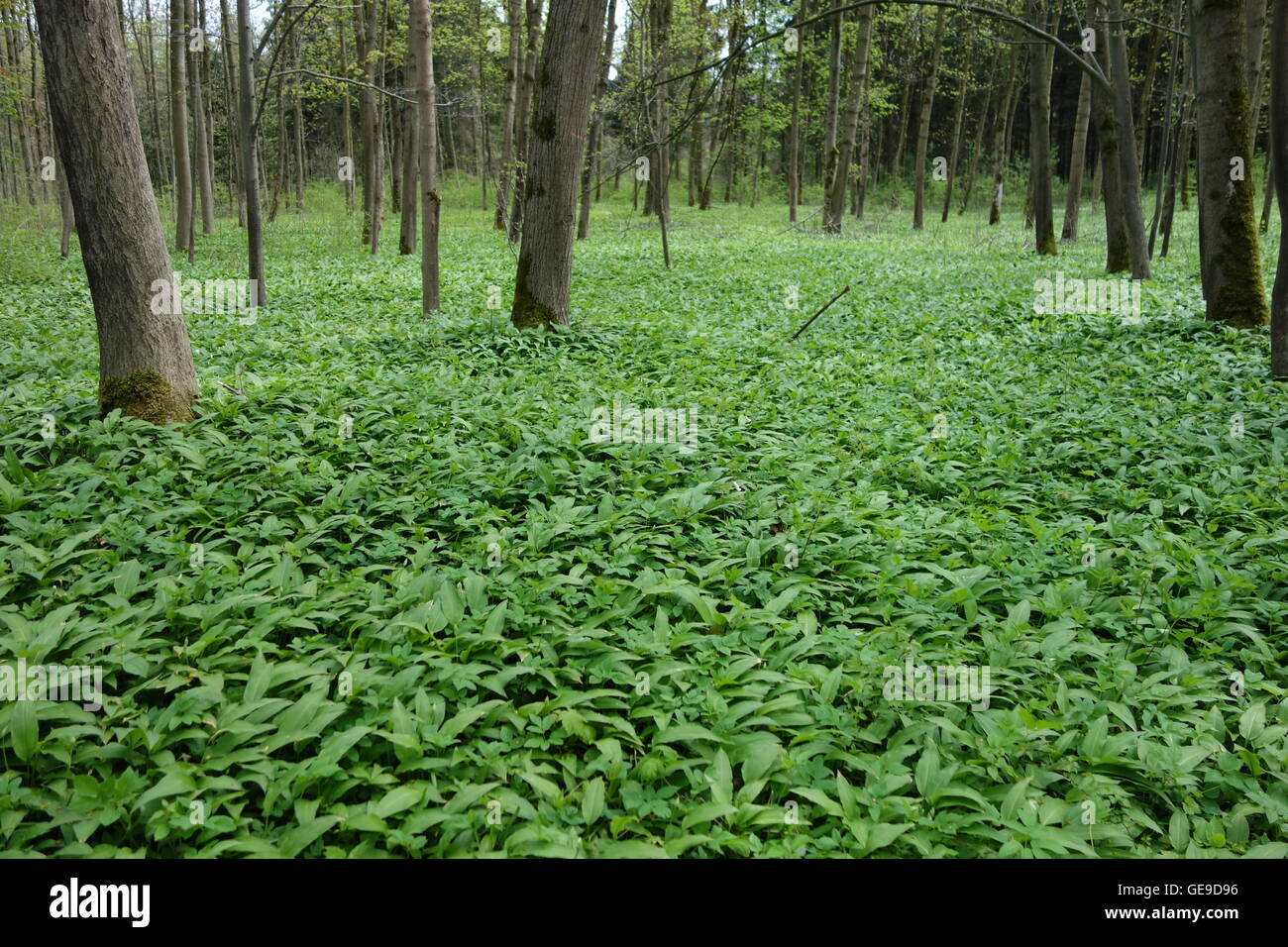 wild garlic growing in forest Stock Photo - Alamy