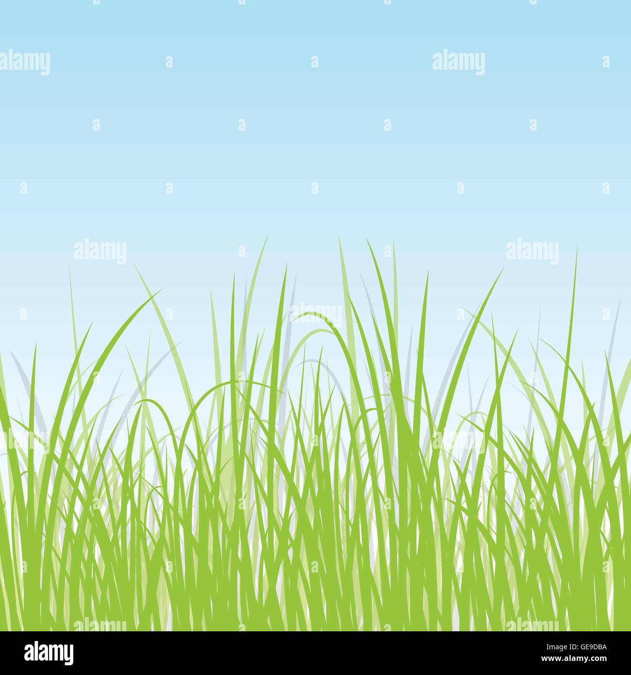 Grass, reed and wild plants detailed silhouettes illustration ...