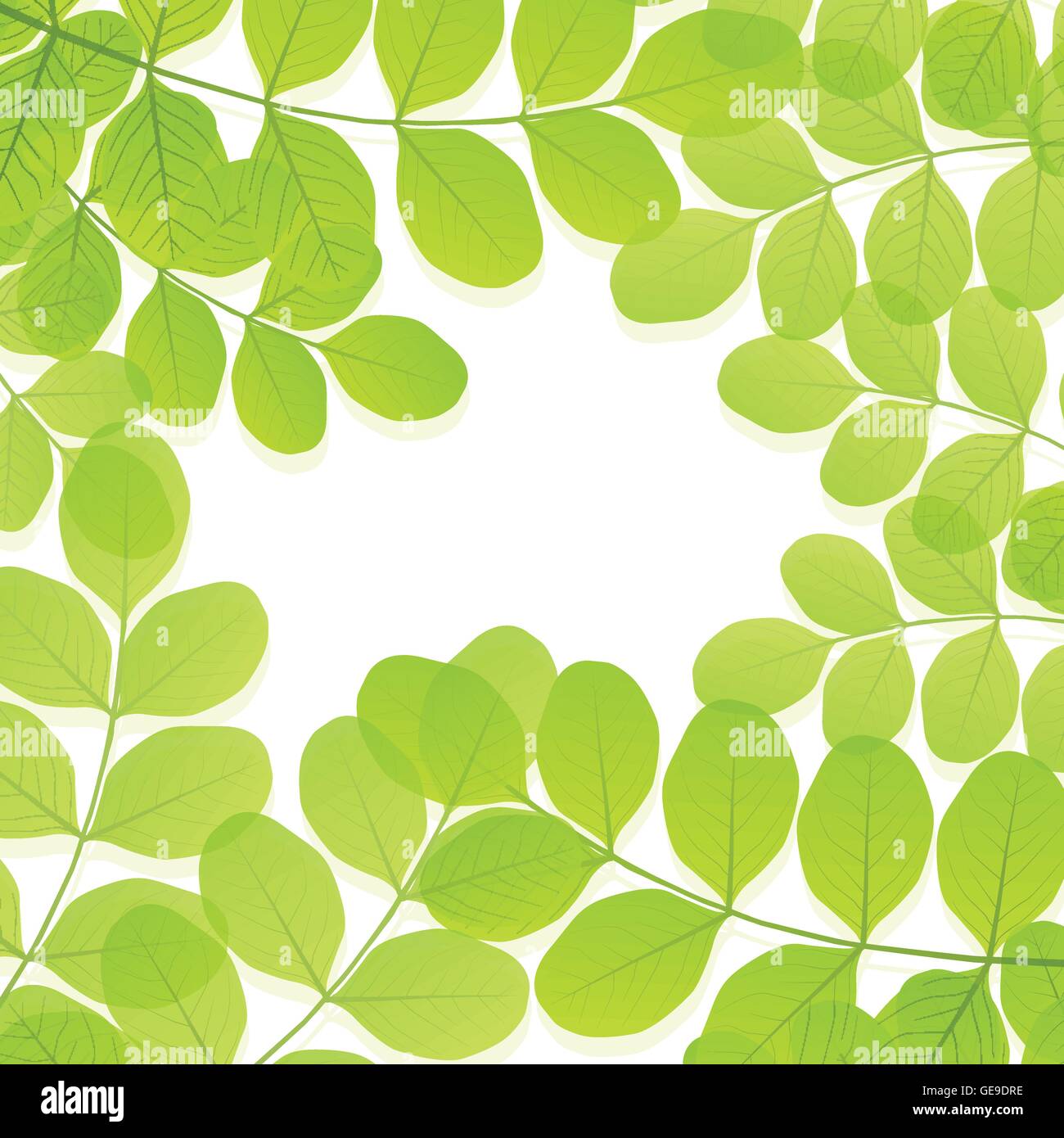 Green leaves background vector template Stock Vector Image & Art - Alamy