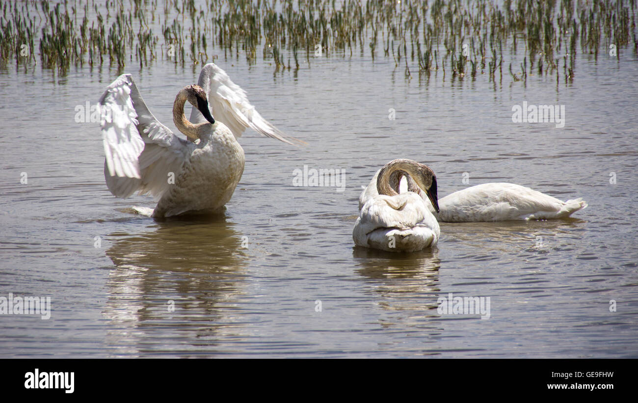 group of swans Stock Photo - Alamy